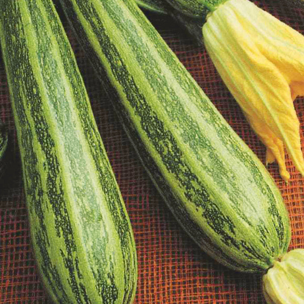Buy Zucchini Cocozelle by Kings Seeds NZ online - Kings Seeds NZ