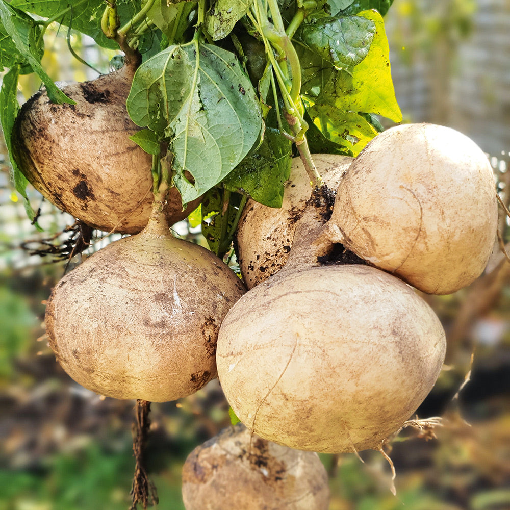 Buy Jicama by Kings Seeds NZ online - Kings Seeds NZ