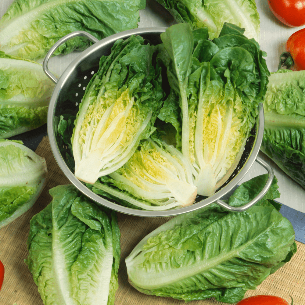 Buy Lettuce Little Caesar by Kings Seeds online - Kings Seeds NZ