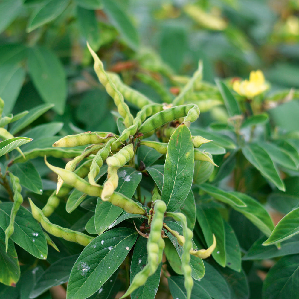 Buy Pigeon Pea by Kings Seeds NZ online - Kings Seeds NZ