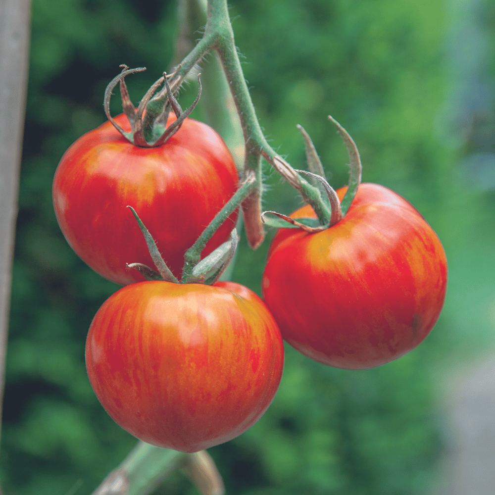 Buy Tomato Tigerella by Kings Seeds NZ online - Kings Seeds NZ