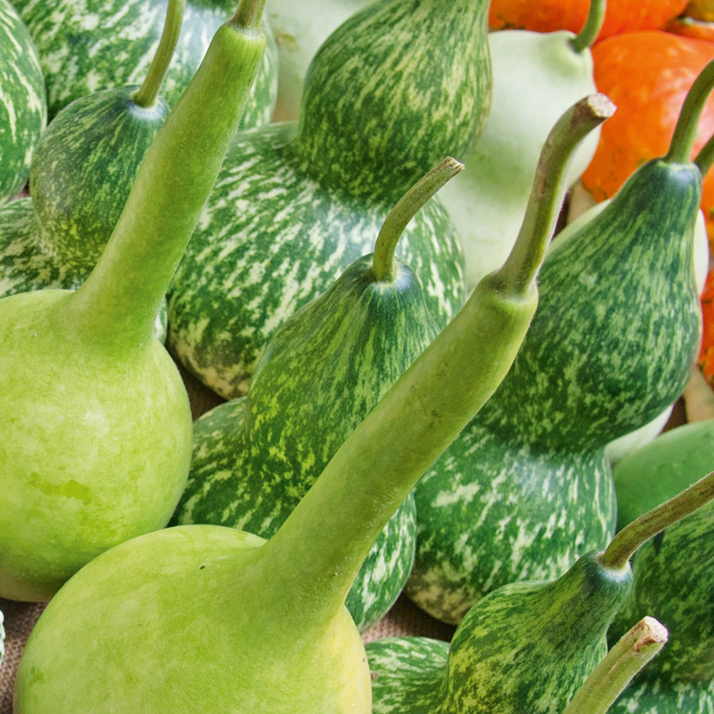Buy Gourd Large Fruited Mix by Kings Seeds NZ online - Kings Seeds NZ