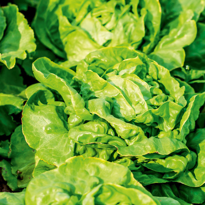 Our Story – Kings Seeds NZ