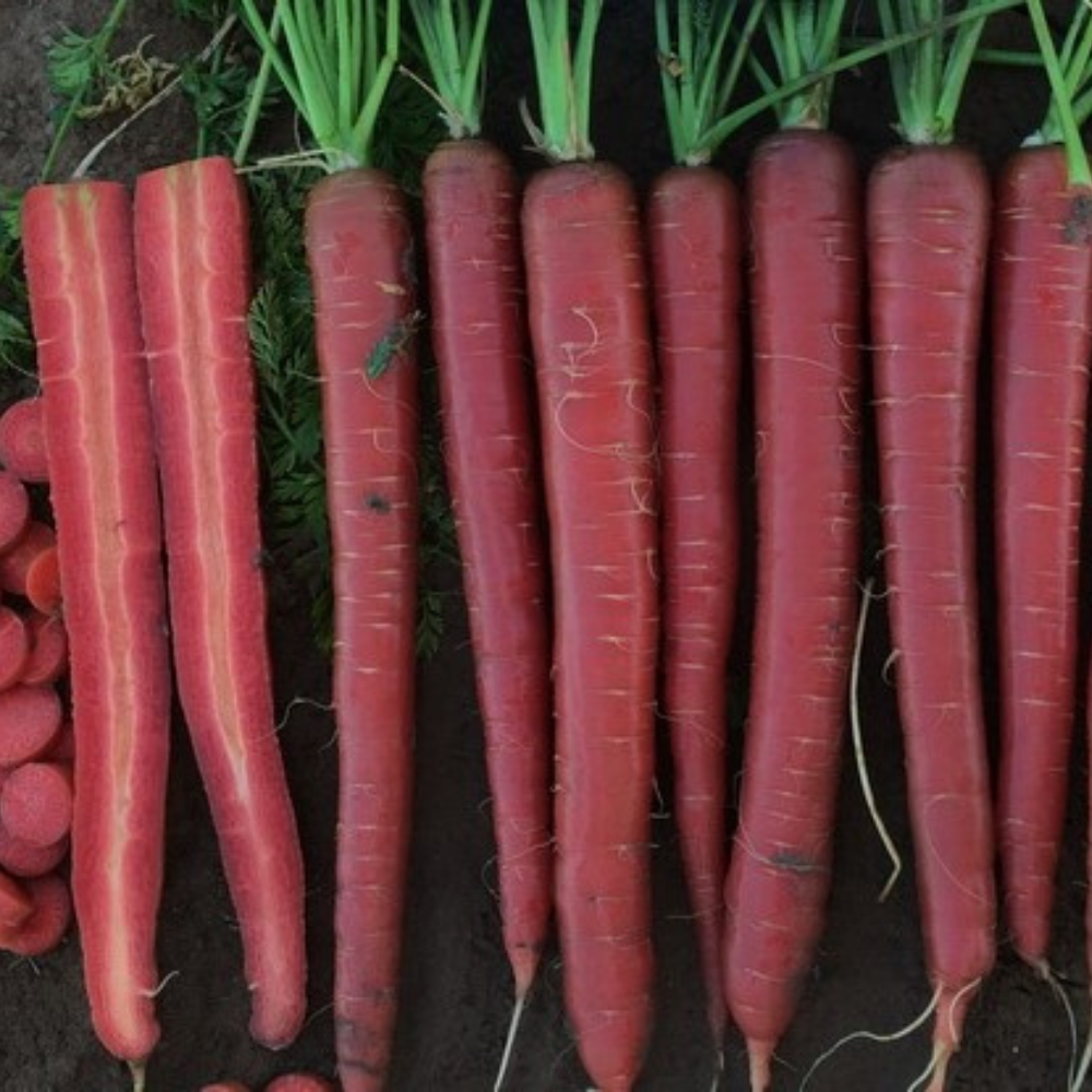 Buy Carrot Nutri-Red F1 by Kings Seeds NZ online - Kings Seeds NZ