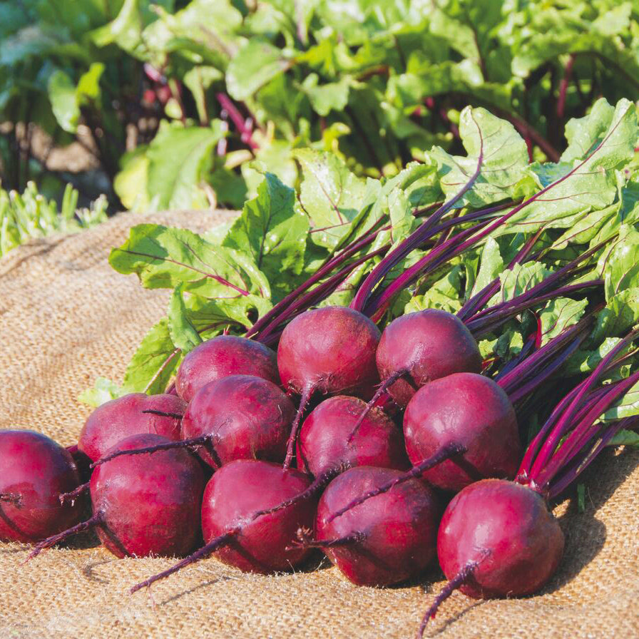 Buy Beetroot Pablo F1 by Kings Seeds online - Kings Seeds NZ