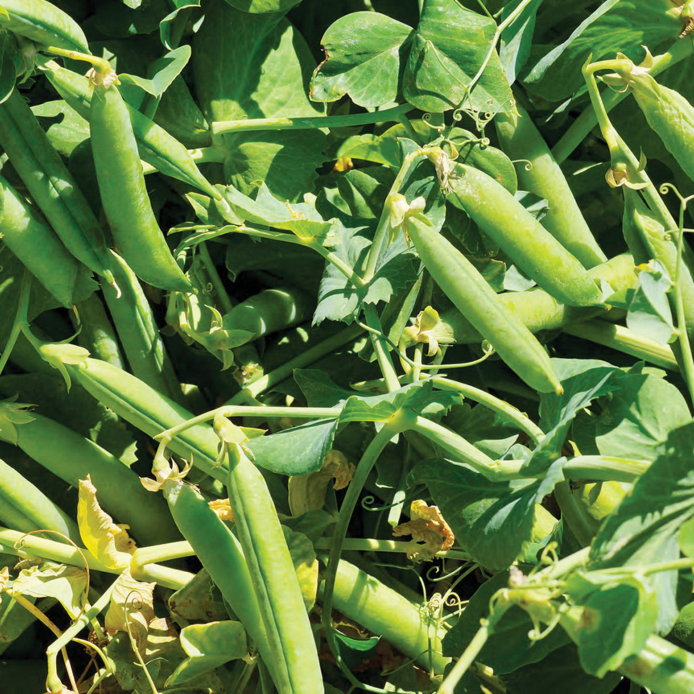Buy Pea Mucio by Kings Seeds NZ online - Kings Seeds NZ