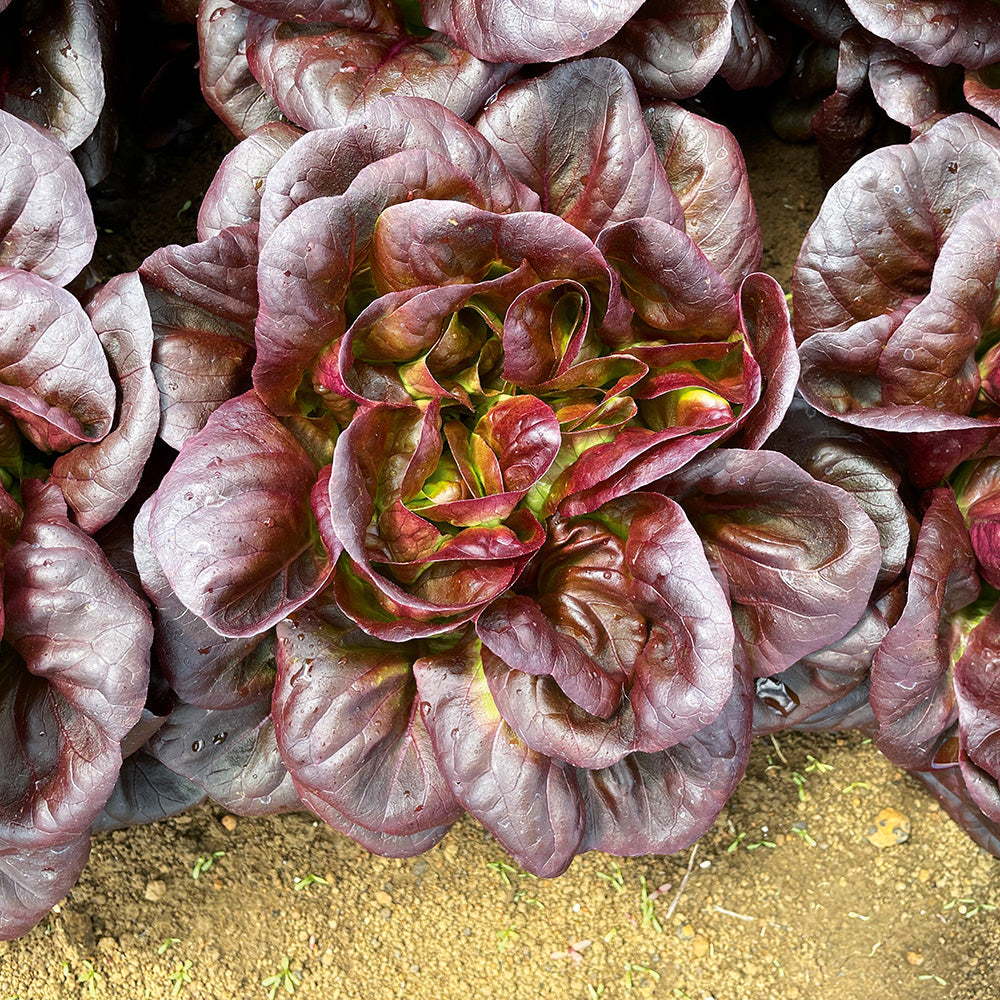 Buy Lettuce Salanova Butterhead Red by Kings Seeds online - Kings Seeds NZ