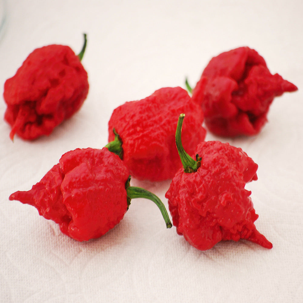 Buy Chilli Carolina Reaper by Kings Seeds NZ online - Kings Seeds NZ