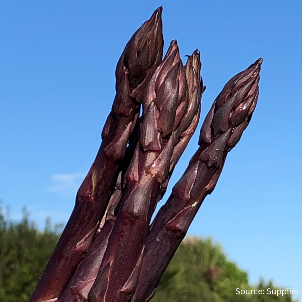Buy Asparagus Pacific Purple by Kings Seeds NZ online - Kings Seeds NZ