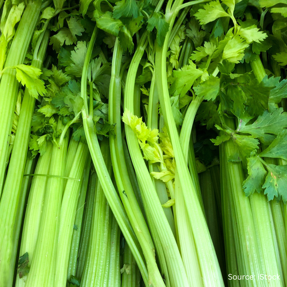 Buy Celery Tall Utah by Kings Seeds NZ online - Kings Seeds NZ