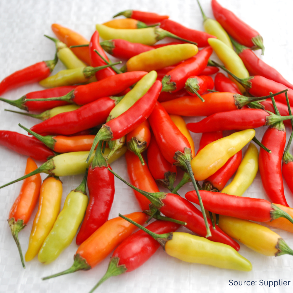 Buy Chilli Tabasco by Kings Seeds NZ online - Kings Seeds NZ