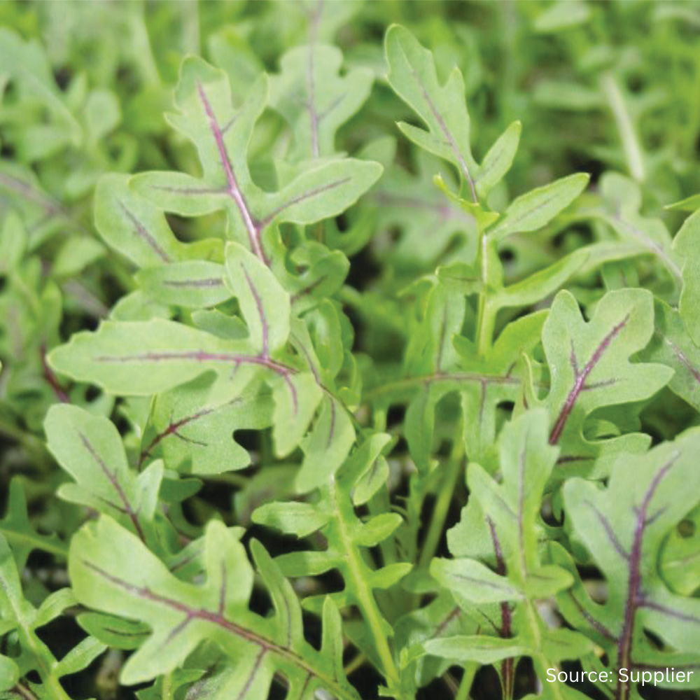 Buy Wild Rocket Dragons Fire by Kings Seeds NZ online - Kings Seeds NZ