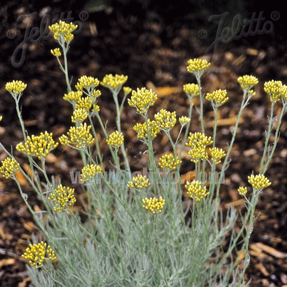 Curry Plant Edible
