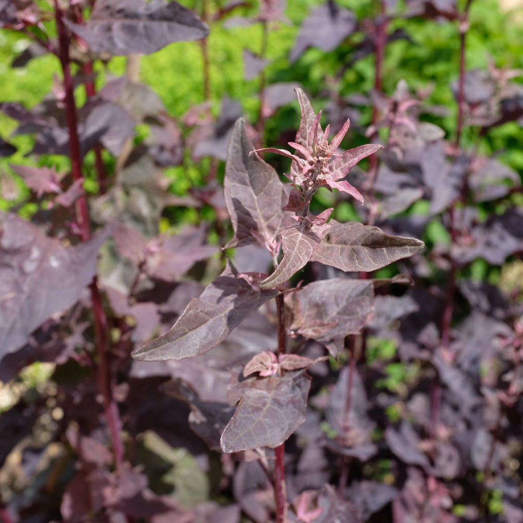 Buy Orach Red by Kings Seeds online - Kings Seeds NZ