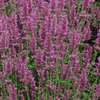 Buy Agastache Arcado Pink by Kings Seeds online - Kings Seeds NZ