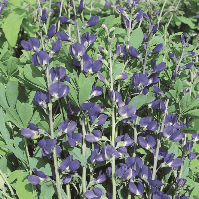 Buy Sunflower Orange Hobbit F1 (treated seed) by Kings Seeds online ...