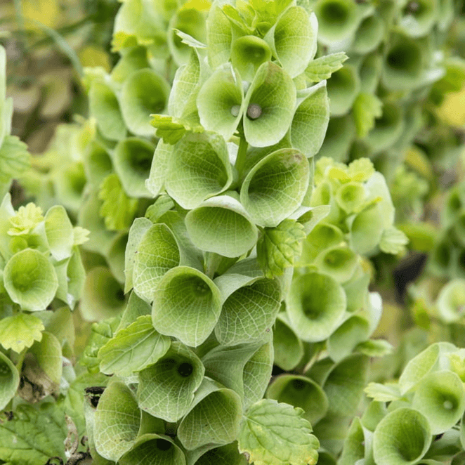 Kings Seeds - NZ's favourite seed supplier for over 40 years! – Kings ...