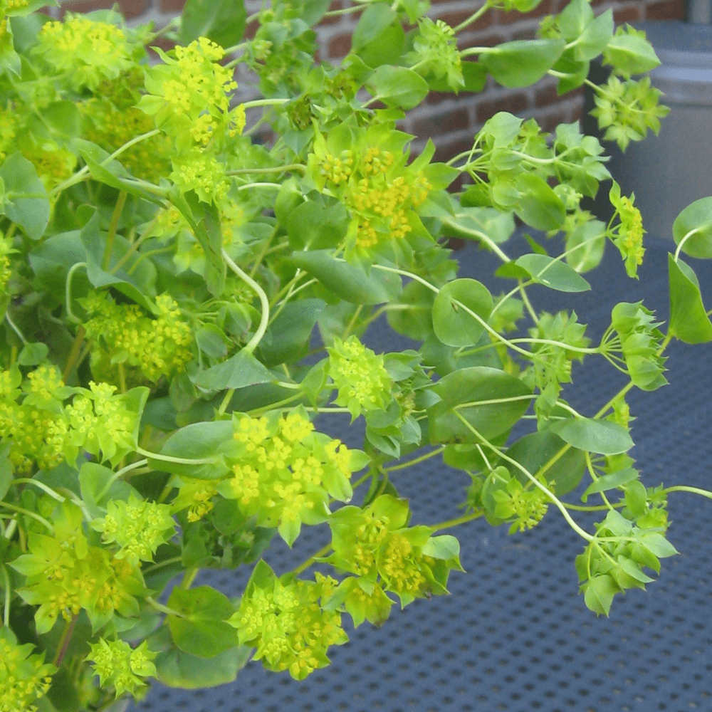 Buy Bupleurum by Kings Seeds online - Kings Seeds NZ