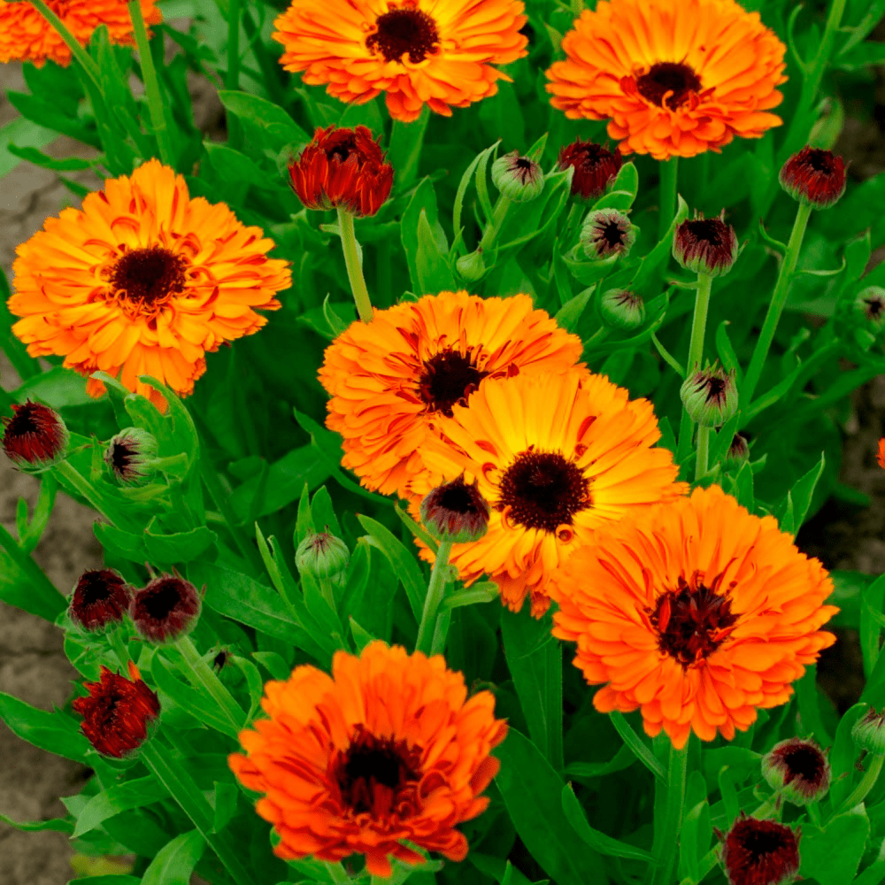 Buy Calendula Double Red by Kings Seeds online - Kings Seeds NZ