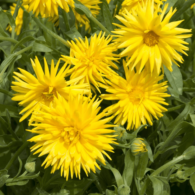 Buy Sunflower Orange Hobbit F1 (treated seed) by Kings Seeds online ...