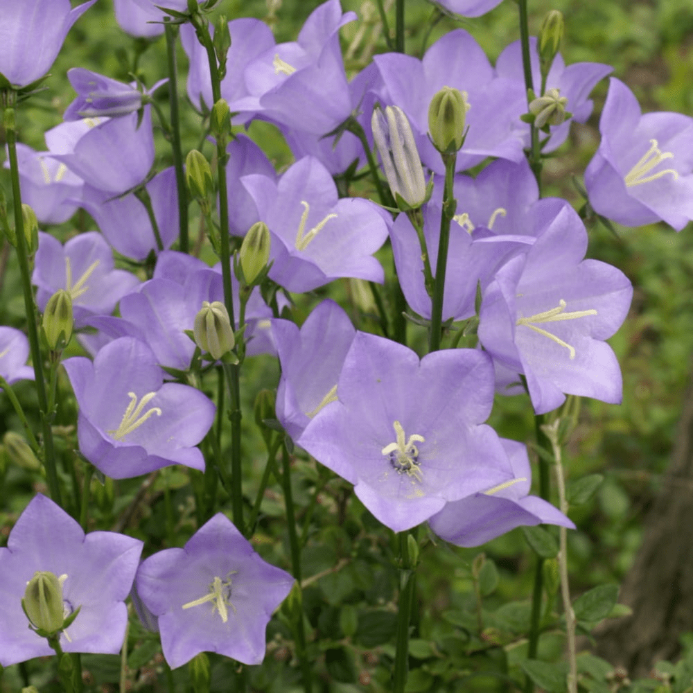 Life Cycle Of A Bluebell Flower | Best Flower Site