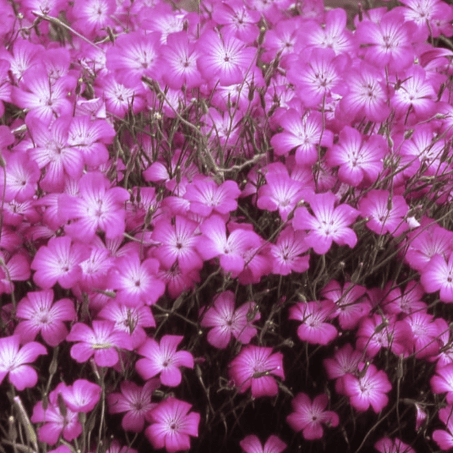 Buy Sunflower Orange Hobbit F1 (treated seed) by Kings Seeds online ...