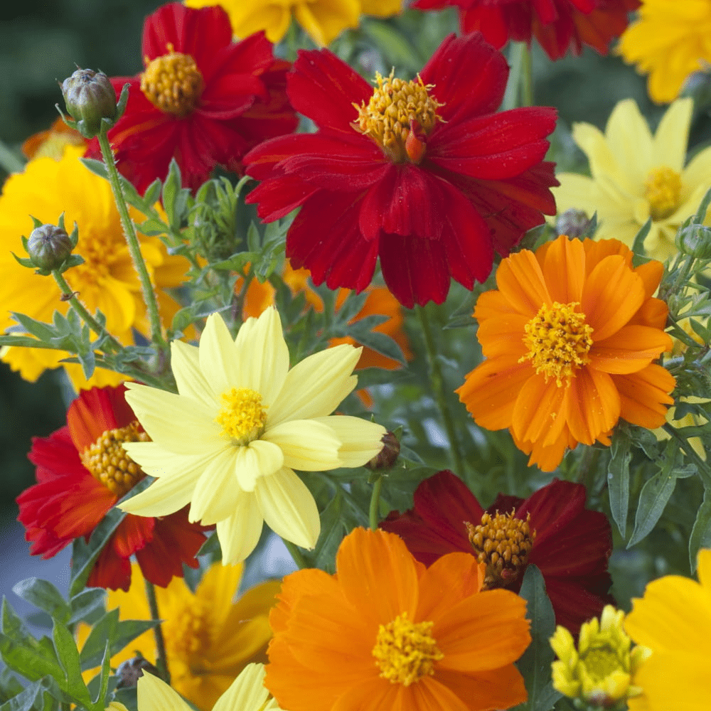 Buy Cosmos Brightness Mix by Kings Seeds online - Kings Seeds NZ