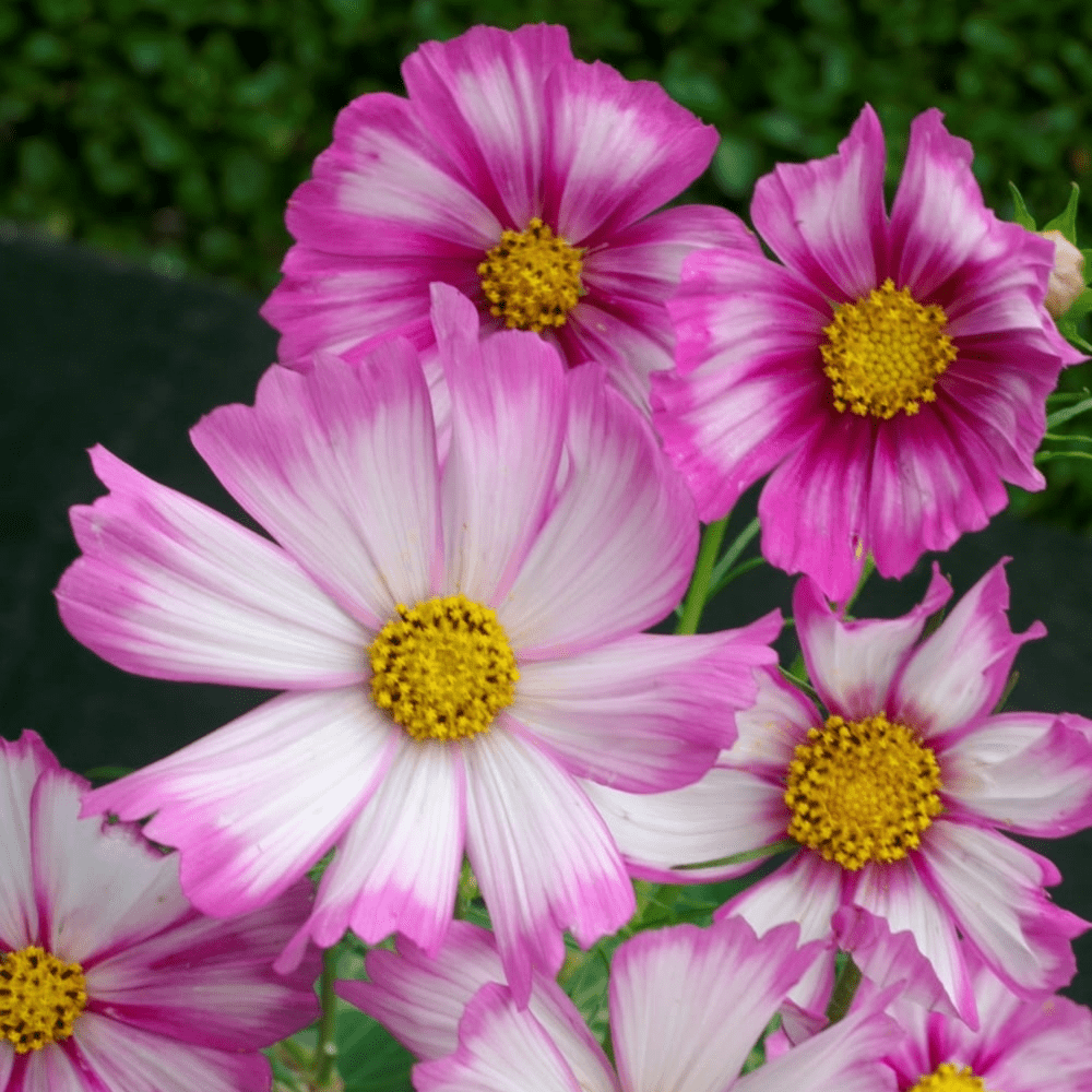 Buy Cosmos Candy Stripe by Kings Seeds online - Kings Seeds NZ