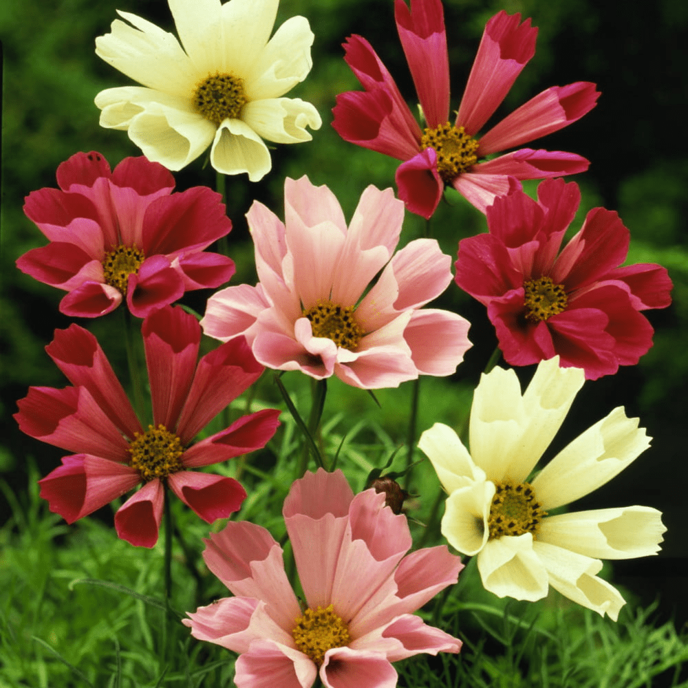 Buy Cosmos Sea Shells by Kings Seeds online - Kings Seeds NZ
