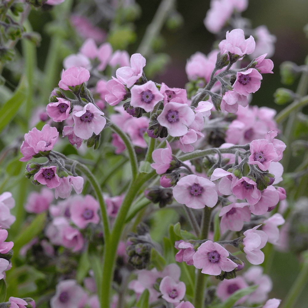 Buy Forget-Me-Not Mystery Rose by Kings Seeds NZ online - Kings Seeds NZ