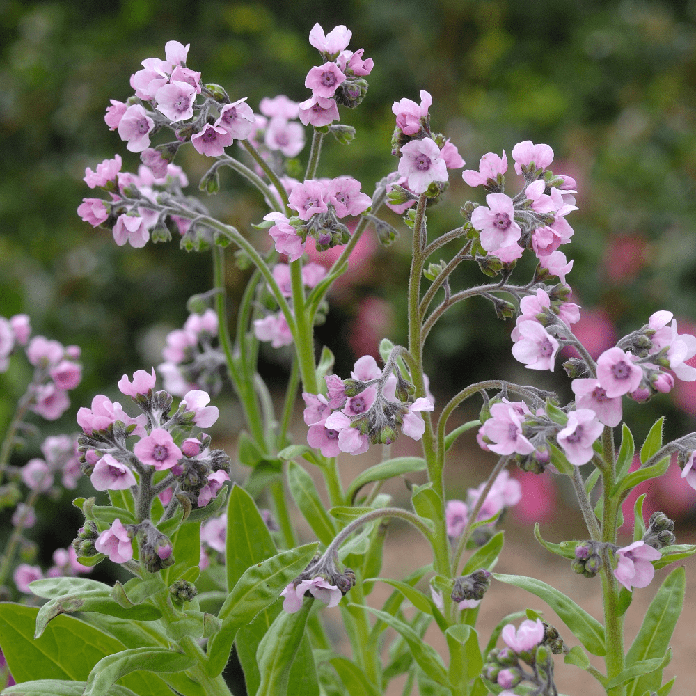 Buy Forget-Me-Not Mystery Rose by Kings Seeds online - Kings Seeds NZ