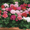 Buy Geranium Maverick Mix F1 by Kings Seeds online - Kings Seeds NZ