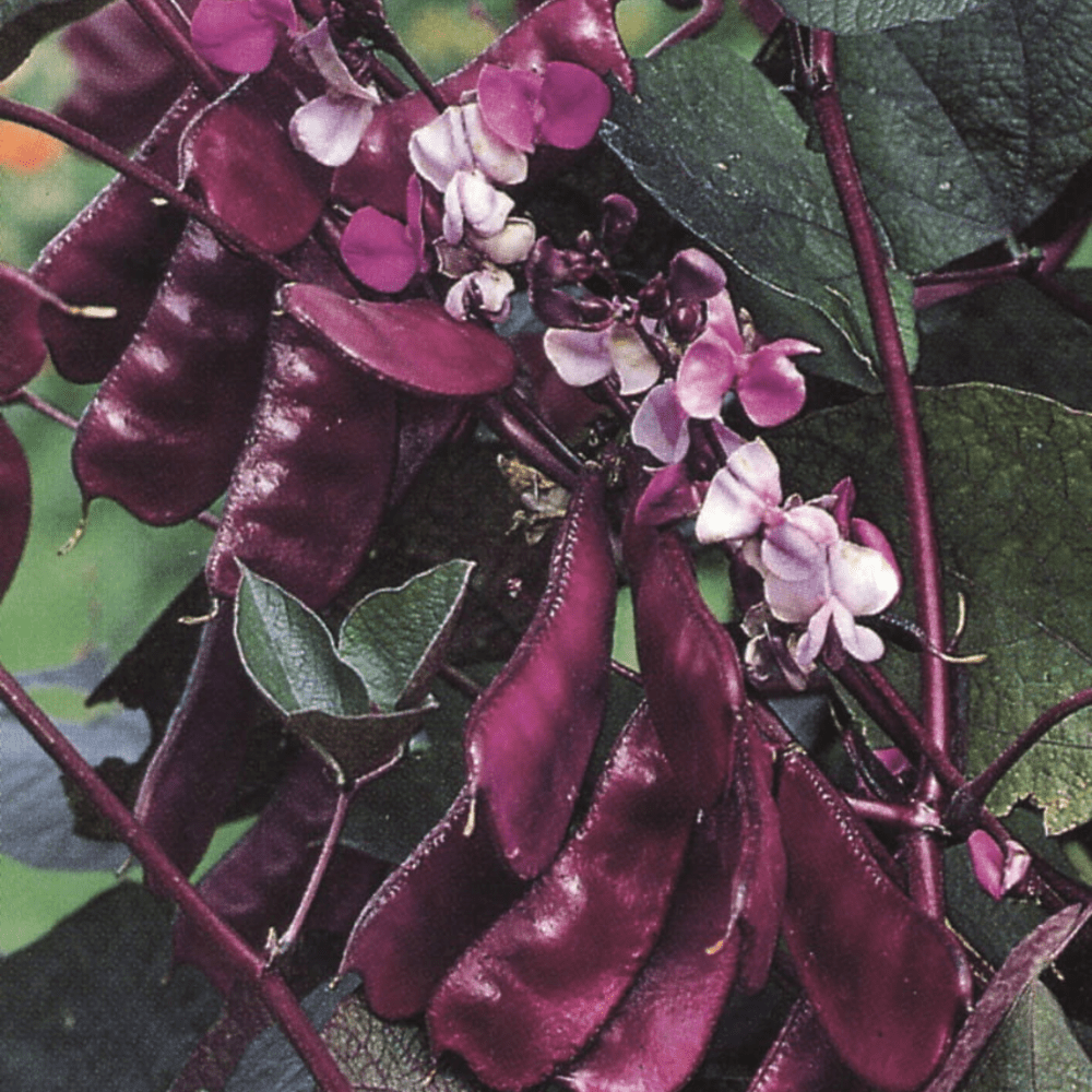 Buy Hyacinth Bean Vine by Kings Seeds online - Kings Seeds NZ