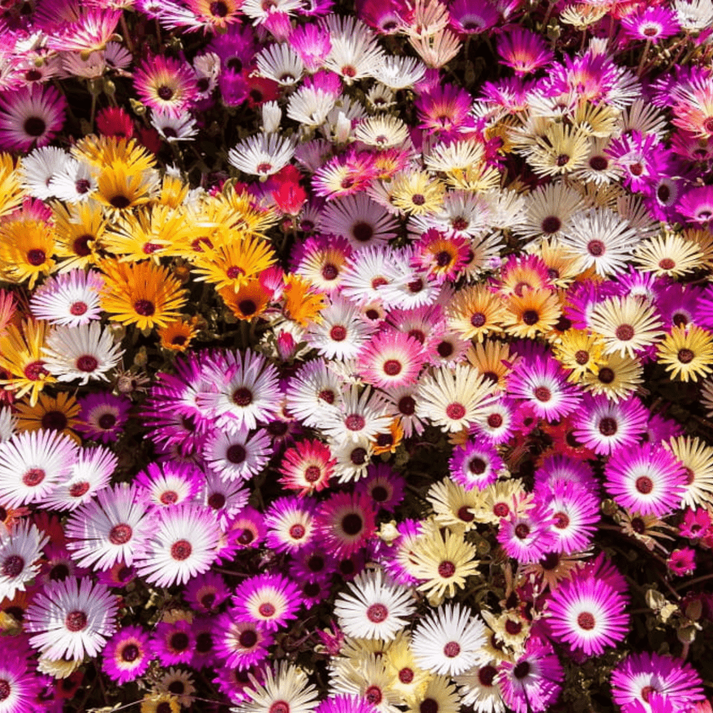 Buy Livingstone Daisy Sparkles Mix by Kings Seeds NZ online - Kings ...