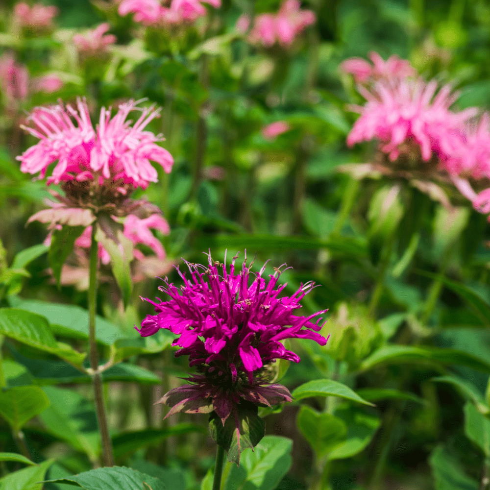 Buy Monarda Panorama Mix by Kings Seeds online - Kings Seeds NZ