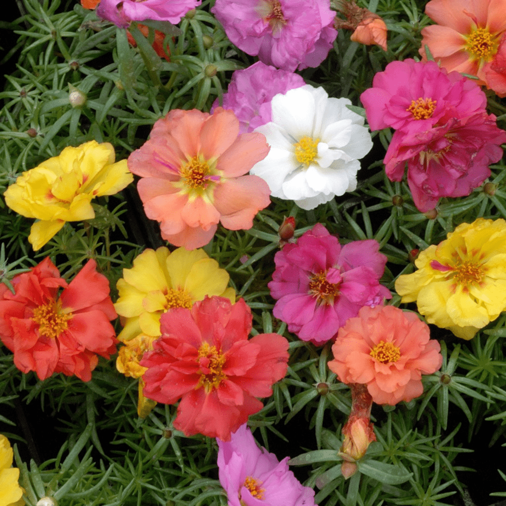 Buy Portulaca Sunnyside Mix by Kings Seeds online - Kings Seeds NZ