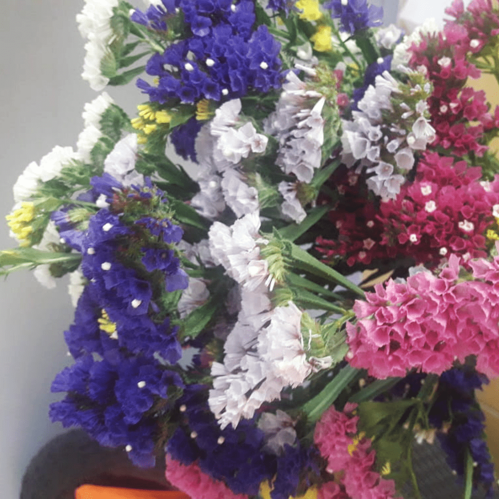 Buy Statice Finest Seeker Mix by Kings Seeds online - Kings Seeds NZ