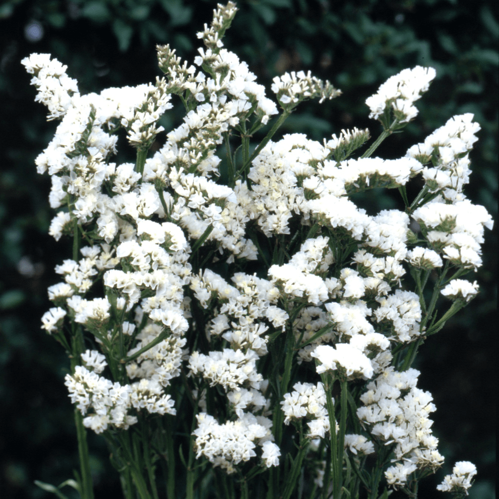 Buy Statice Forever Silver by Kings Seeds online - Kings Seeds NZ