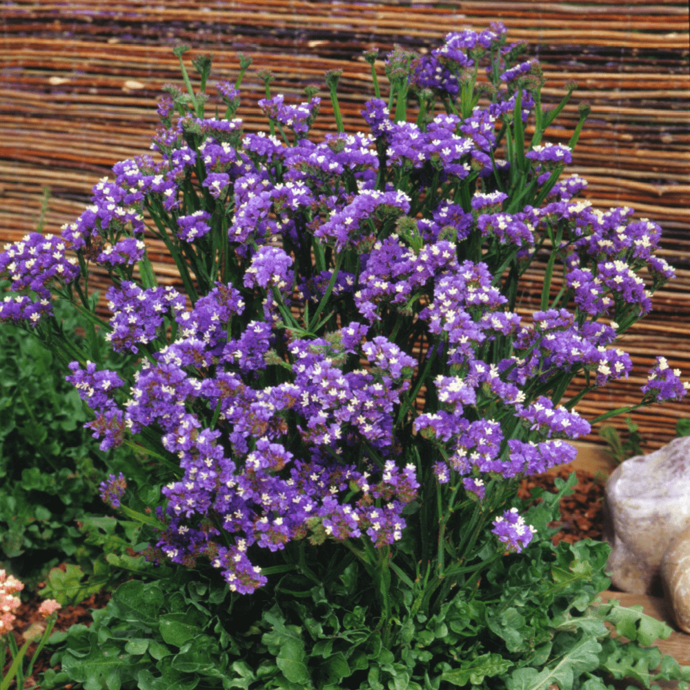 Buy Statice Forever Sky Blue by Kings Seeds online - Kings Seeds NZ