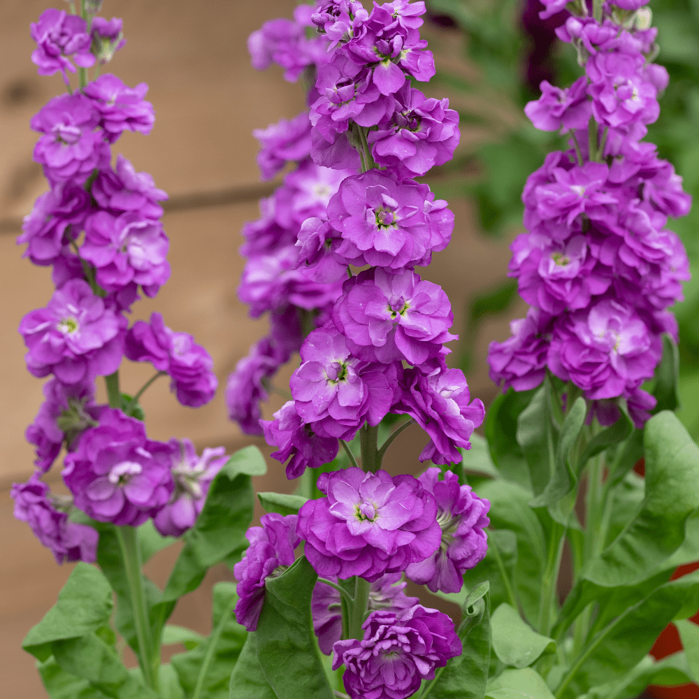 Buy Stock Anytime Lavender by Kings Seeds online - Kings Seeds NZ