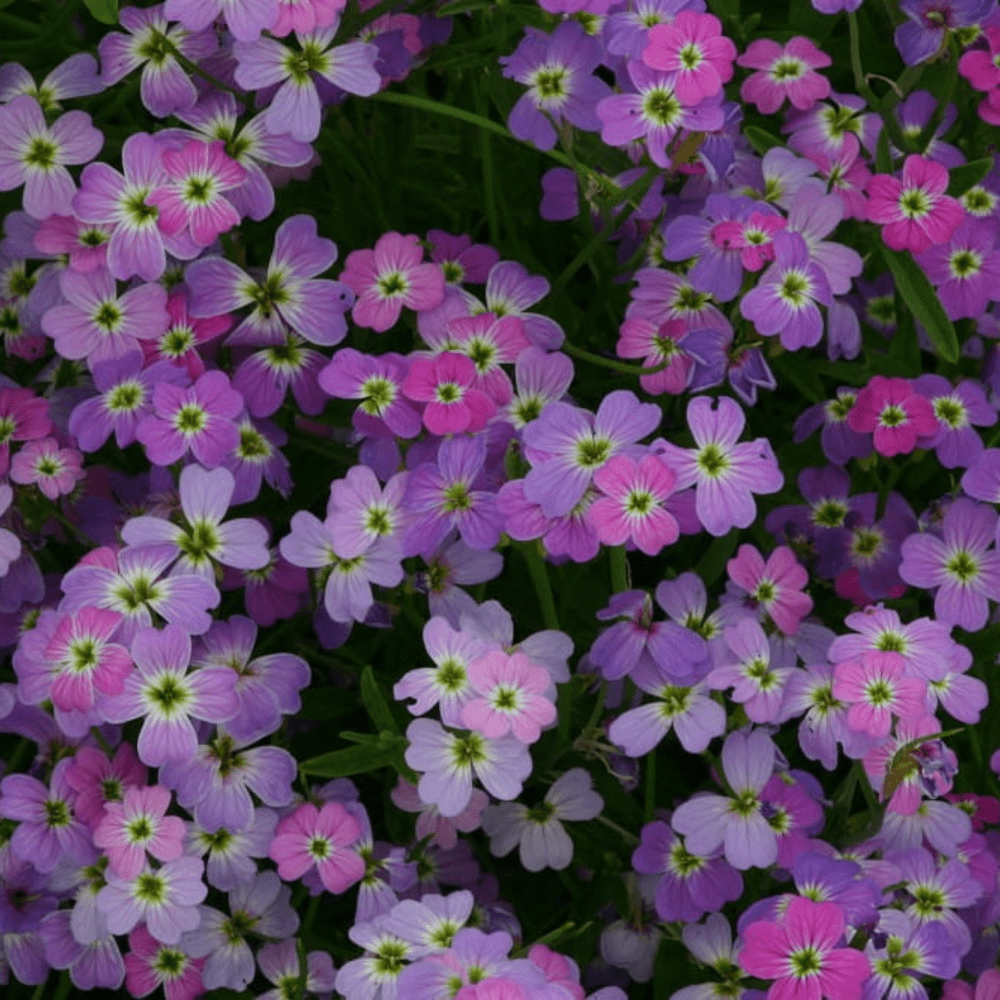 Buy Stock Spring Sparkle by Kings Seeds online - Kings Seeds NZ