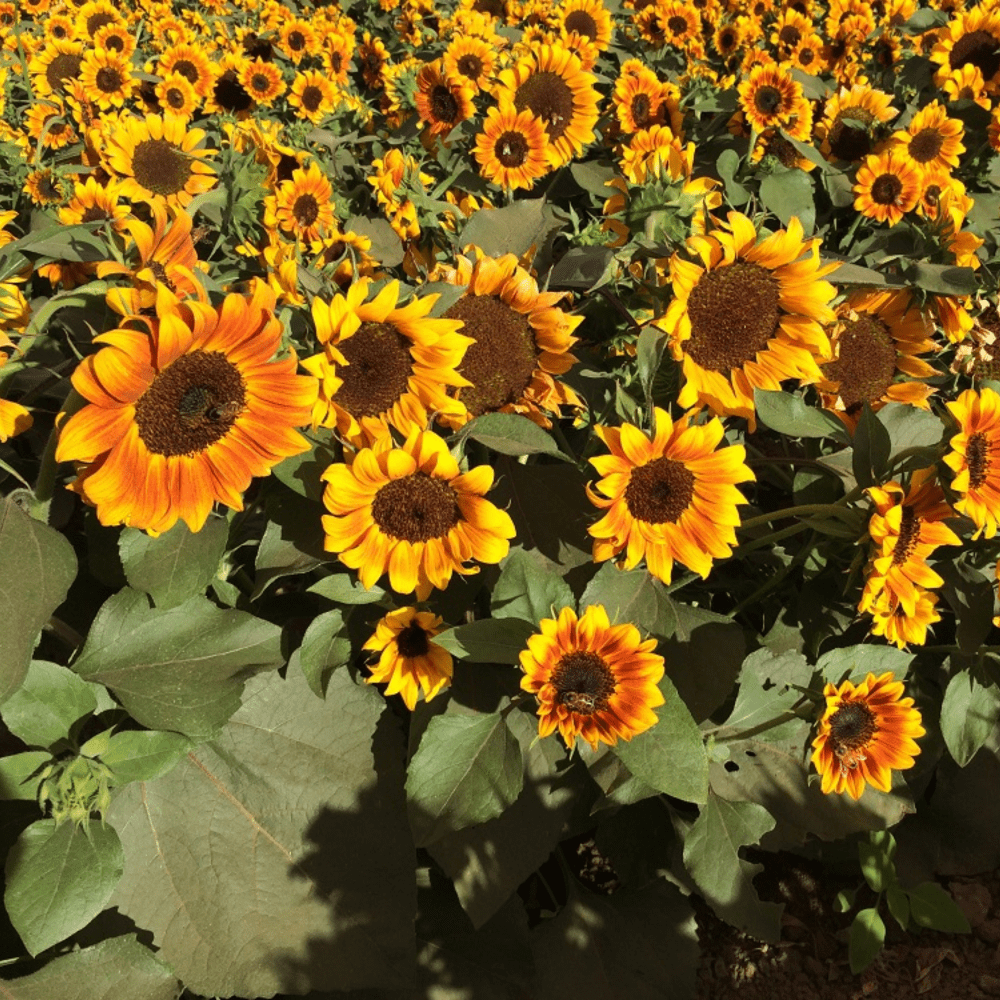 Buy Sunflower Firecracker F1 (treated seed) by Kings Seeds online ...