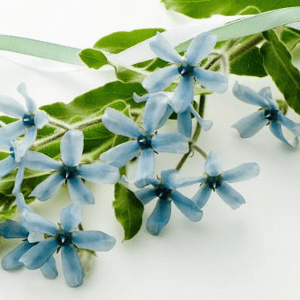 Buy Tweedia Heavenly Blue by Kings Seeds online - Kings Seeds NZ