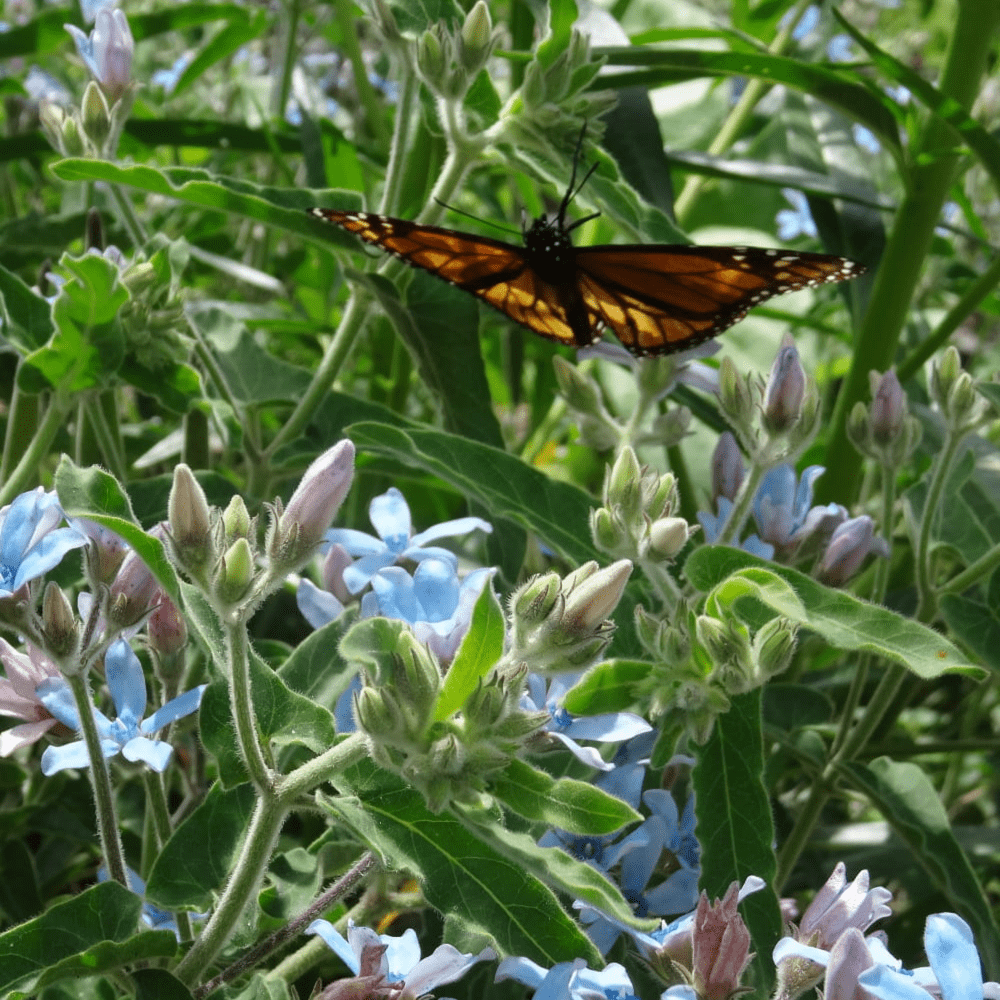 Buy Tweedia Heavenly Blue by Kings Seeds NZ online - Kings Seeds NZ