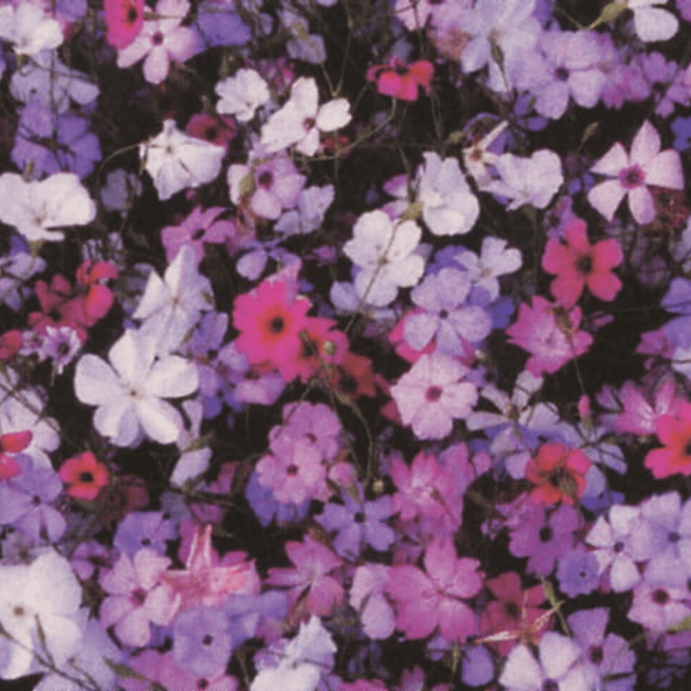 Buy Viscaria Mix by Kings Seeds online - Kings Seeds NZ