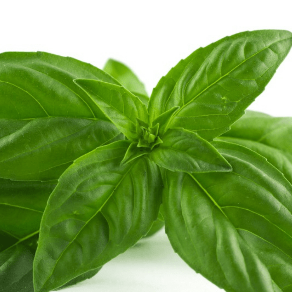 Buy Basil Genovese Giant by Kings Seeds online - Kings Seeds NZ