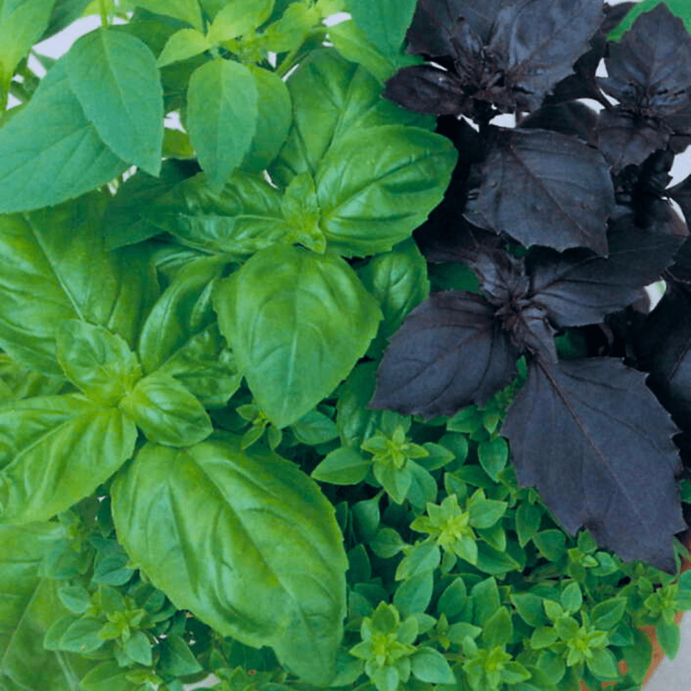 Buy Basil Gourmet Blend by Kings Seeds online - Kings Seeds NZ
