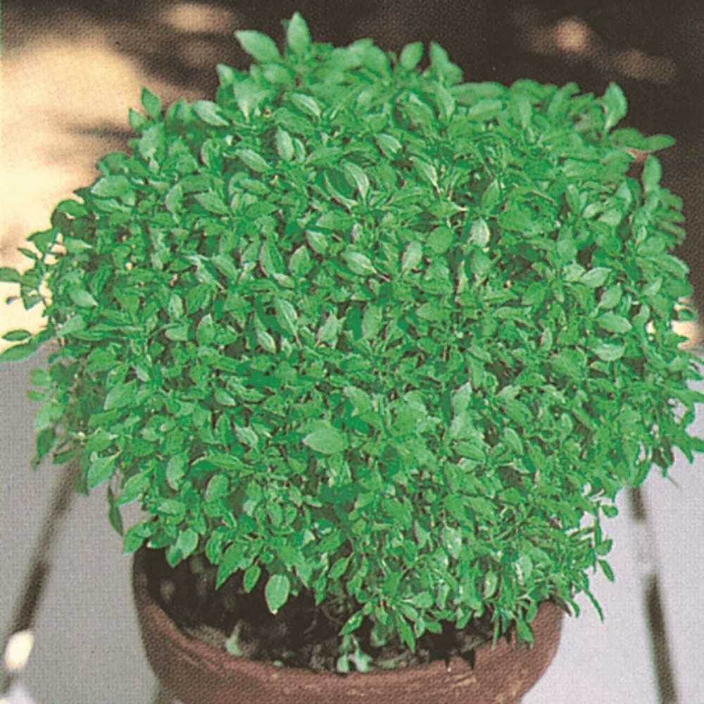 Buy Basil Greek Mini by Kings Seeds online - Kings Seeds NZ