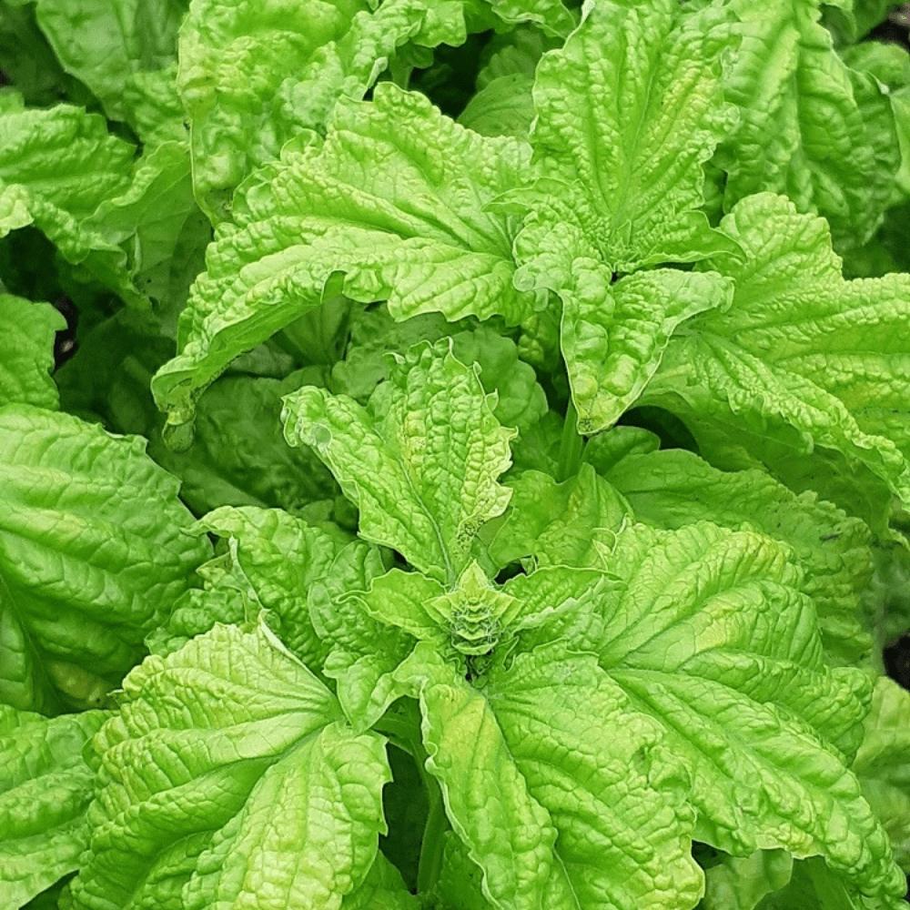 Buy Basil Lettuce Leaf by Kings Seeds online - Kings Seeds NZ