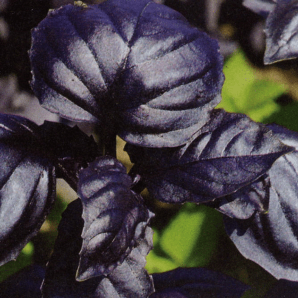 Buy Basil Red Rubin by Kings Seeds online - Kings Seeds NZ